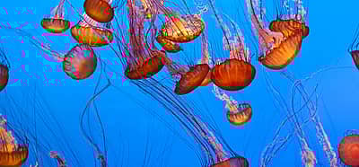 World Jellyfish Day (November 3rd) | Days Of The Year