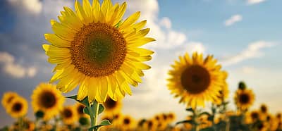 National Sunflower Day (August 3rd, 2024) | Days Of The Year