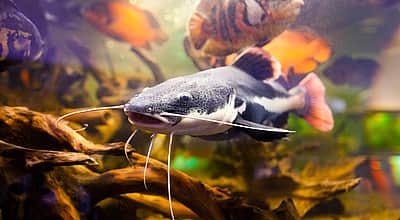 National Sea Monkey Day (May 16th) | Days Of The Year