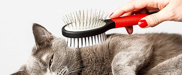 National Hairball Awareness Day (April 25th, 2025) | Days Of The Year