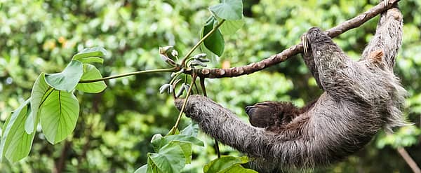 International Sloth Day (October 20th) | Days Of The Year