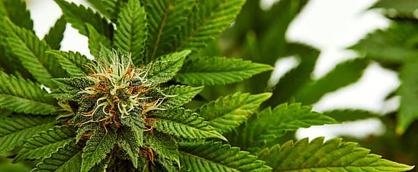 Marijuana Awareness Month (February 2025) | Days Of The Year