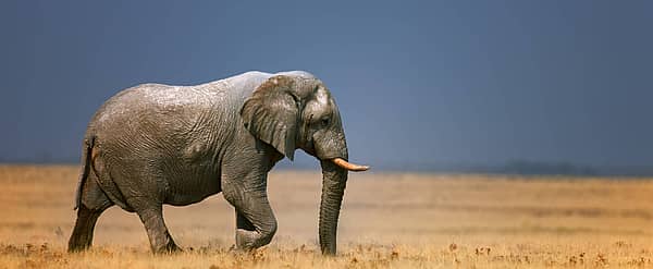 Save The Elephant Day (April 16th) | Days Of The Year