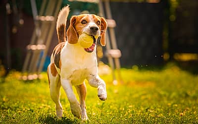 National Dog Day (August 26th) | Days Of The Year