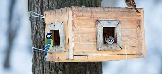 National Bird Day (January 5th) | Days Of The Year