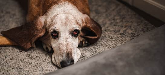 National Holidays on May 12th, 2024 | Days Of The Year