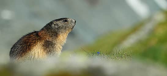 National Hedgehog Day (February 2nd) | Days Of The Year