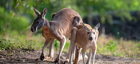 World Tripe Day (October 24th) | Days Of The Year