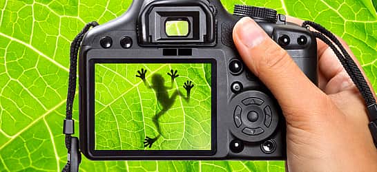 National Lobster Day (June 15th, 2024) | Days Of The Year