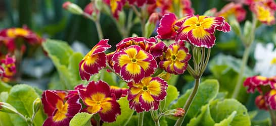 National Chocolate Fondue Day (February 5th) | Days Of The Year