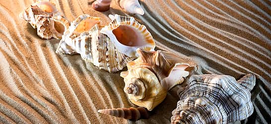 National American Eagle Day (June 20th) | Days Of The Year