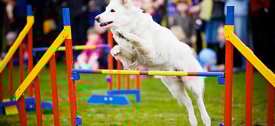 Walk Your Dog Week (Oct 1st to Oct 7th) | Days Of The Year