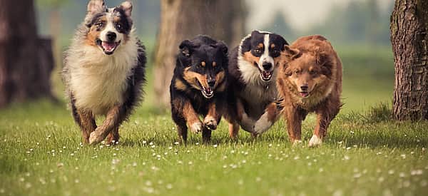 National Dog Day (August 26th) | Days Of The Year