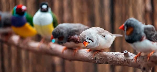 World Migratory Bird Day (May 10th, 2025) | Days Of The Year