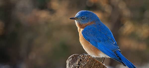 National Bird Day (January 5th) | Days Of The Year