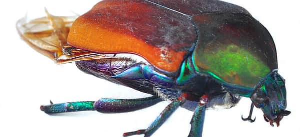 National Chocolate Ice Cream Day (June 7th) | Days Of The Year