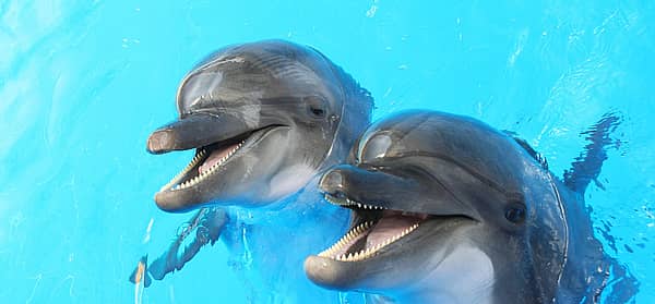 National Dolphin Day (April 14th) | Days Of The Year