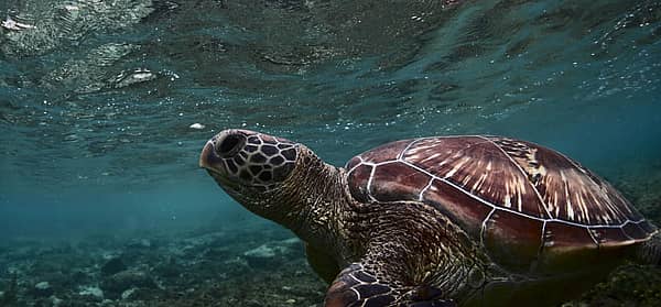 World Turtle Day (May 23rd) | Days Of The Year