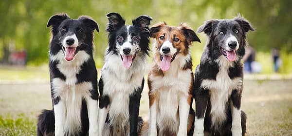National Dog Day (August 26th) | Days Of The Year