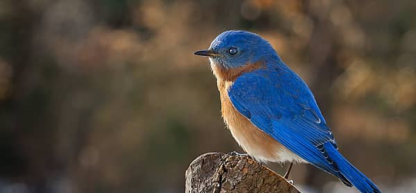 Bluebird of Happiness Day (September 24th) | Days Of The Year