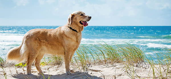 National Golden Retriever Day (February 3rd) | Days Of The Year