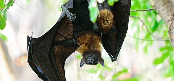 International Bat Night (August 27th) | Days Of The Year