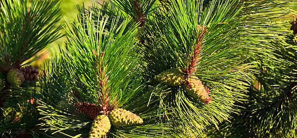 Look for an Evergreen Day (December 19th) | Days Of The Year