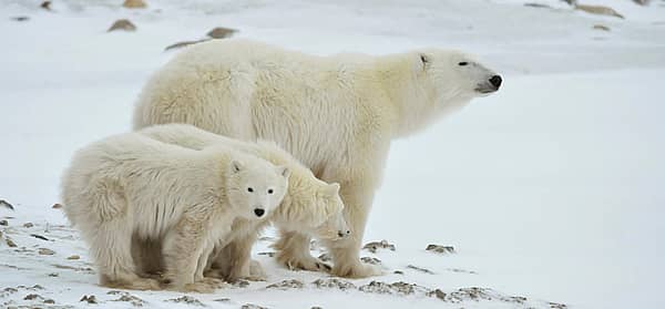 International Polar Bear Day (February 27th) | Days Of The Year