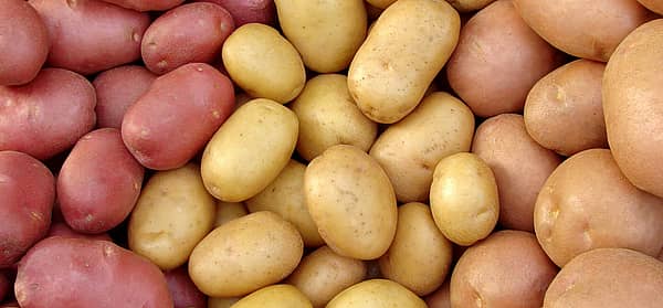 National Potato Day (August 19th) | Days Of The Year