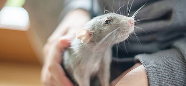World Rat Day (April 4th) | Days Of The Year