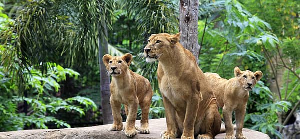 Visit The Zoo Day (December 27th) | Days Of The Year