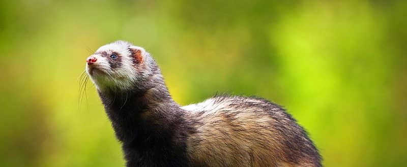 National Ferret Day (April 2nd) | Days Of The Year