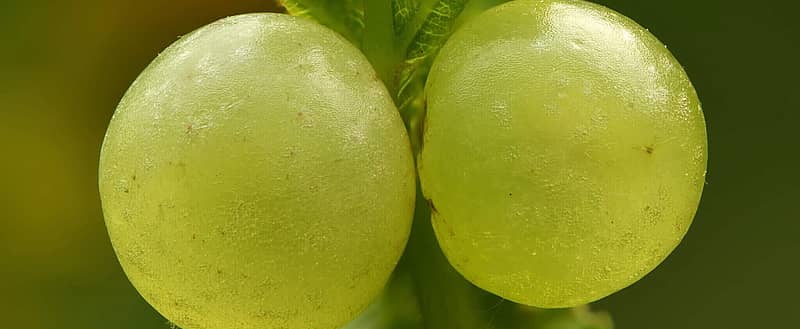 Oak Apple Day (May 29th) | Days Of The Year