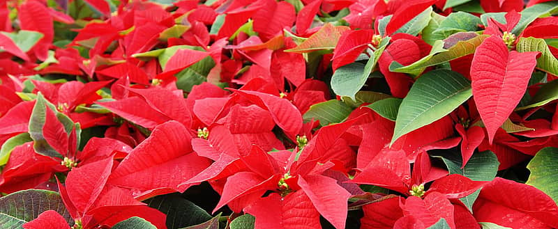 National Poinsettia Day (December 12th) | Days Of The Year