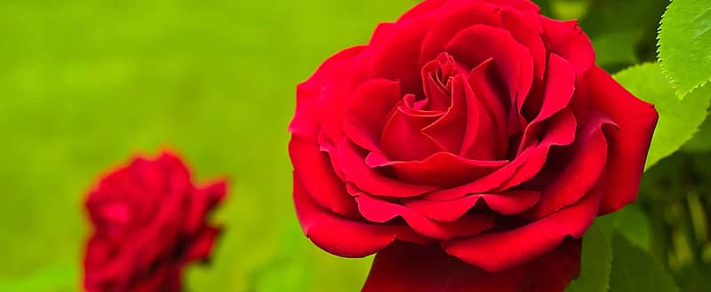 National Red Rose Day (June 12th) | Days Of The Year