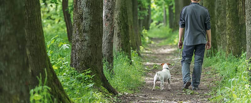 Walk Your Dog Week (Oct 1st to Oct 7th) | Days Of The Year