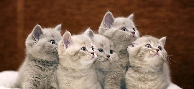 International Cat Day (August 8th) | Days Of The Year