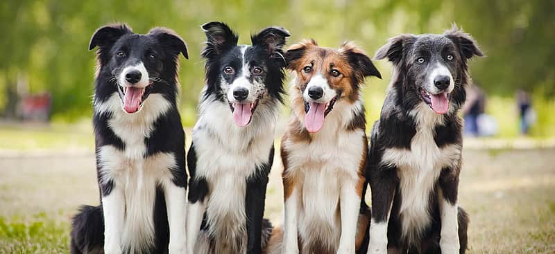 National Bulldogs Are Beautiful Day (April 21st) | Days Of The Year