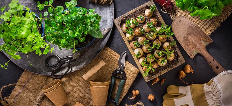 National Garden Month (April 2025) | Days Of The Year