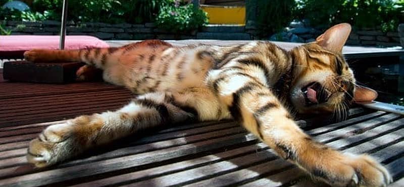 World Sauntering Day (June 19th) | Days Of The Year