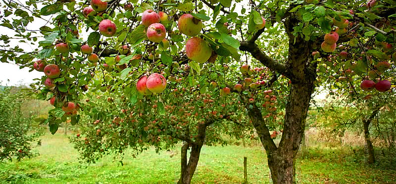 Apple Tree Day (January 6th) | Days Of The Year