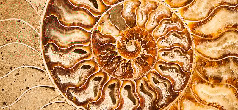 National Fossil Day (October 16th, 2024) | Days Of The Year