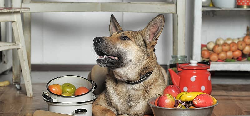 National Cook For Your Pets Day (November 1st) | Days Of The Year