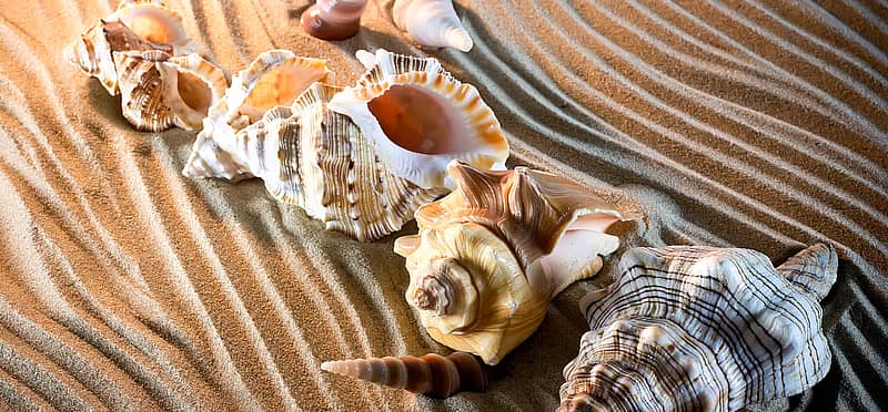 National Seashell Day (June 20th, 2024) | Days Of The Year