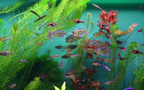 National Sea Monkey Day (May 16th) | Days Of The Year