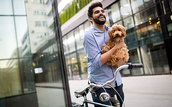National Golden Retriever Day (February 3rd) | Days Of The Year