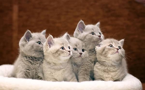 National Underdog Day (December 15th, 2023) | Days Of The Year