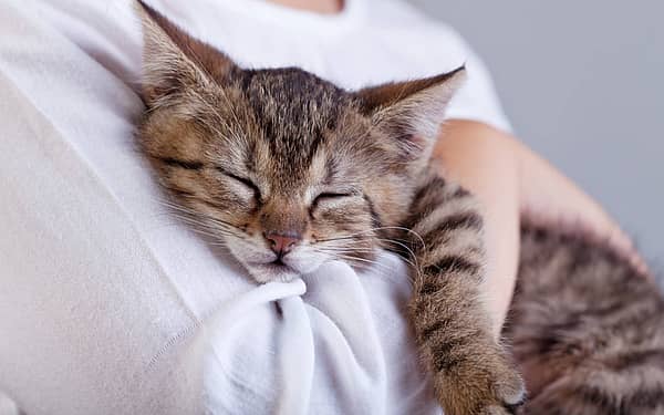 International Cat Day (August 8th) | Days Of The Year