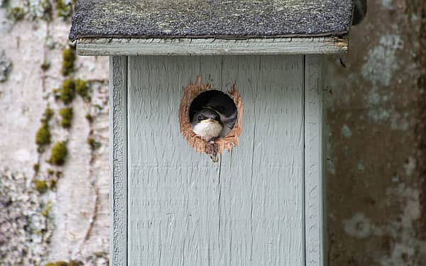 National Bird Day (January 5th) | Days Of The Year