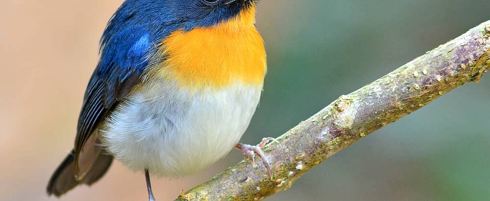 National Bird Day (January 5th) | Days Of The Year